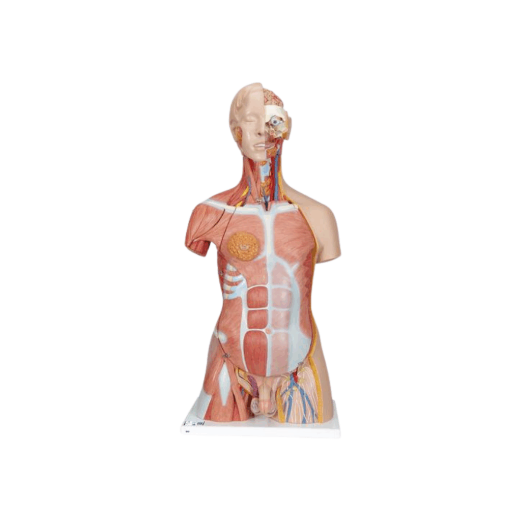 Torso de lujo con músculos 31 partes - Simulacionclinica